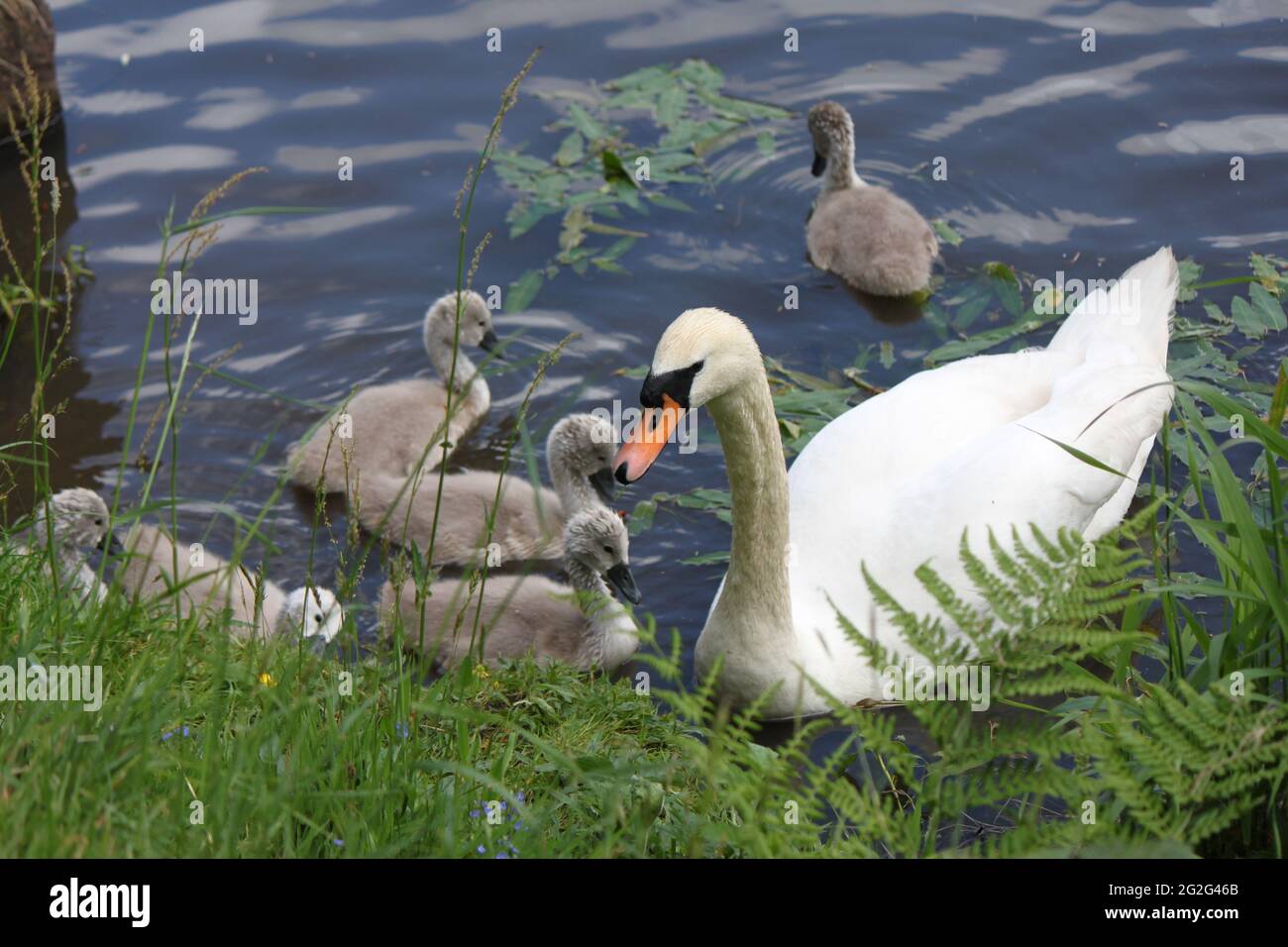 Mama swan and her babies hi-res stock photography and images - Alamy