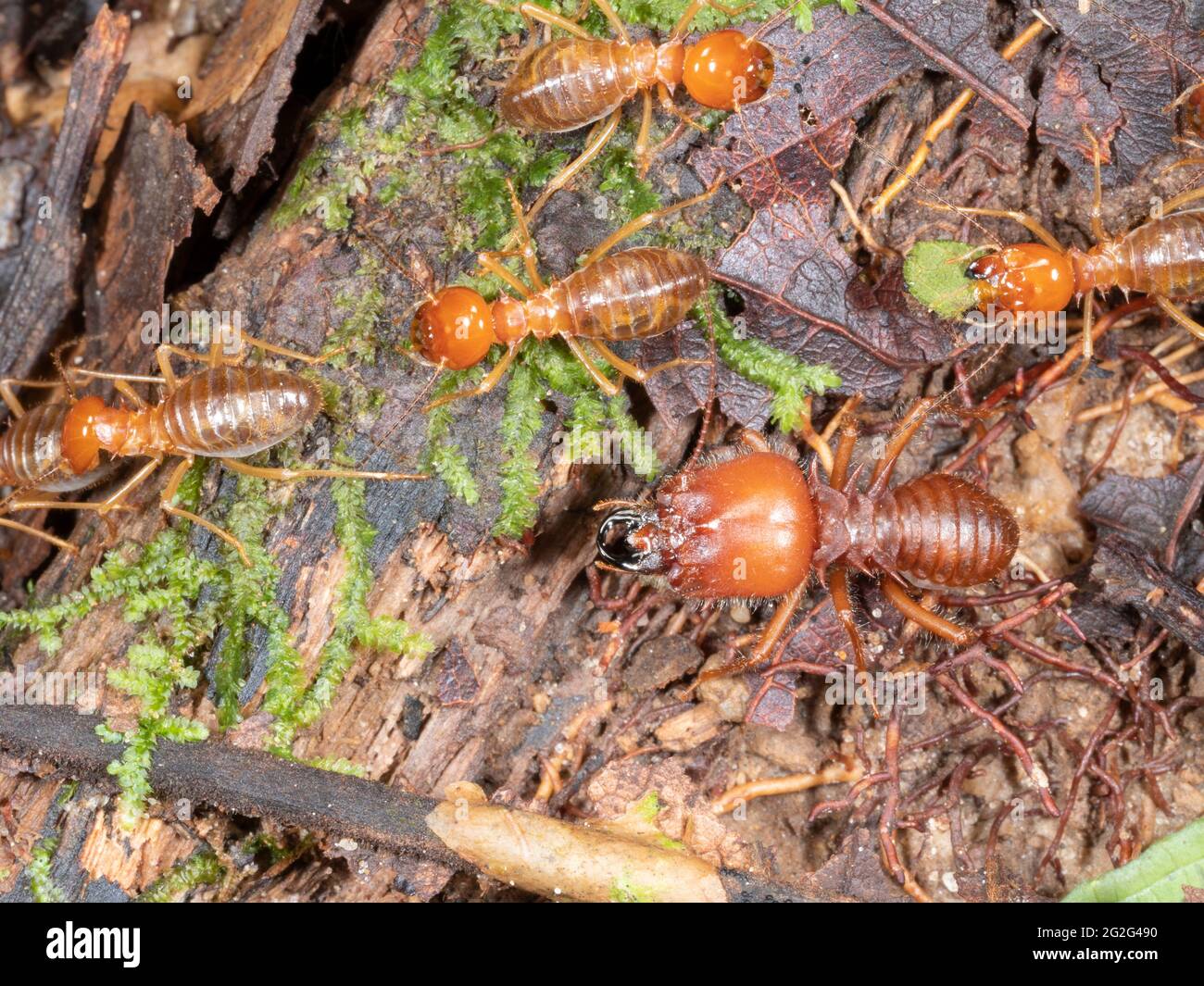 Giant Termites (Macrotermes sp.) on the rainforest floor, Napo province ...