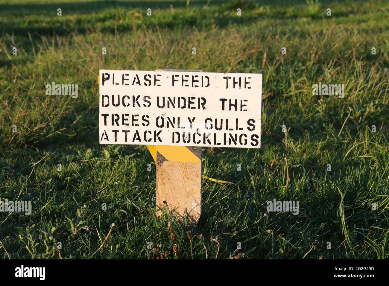 Hand made sign asking people to feed ducks under the trrees only. Gulls ...