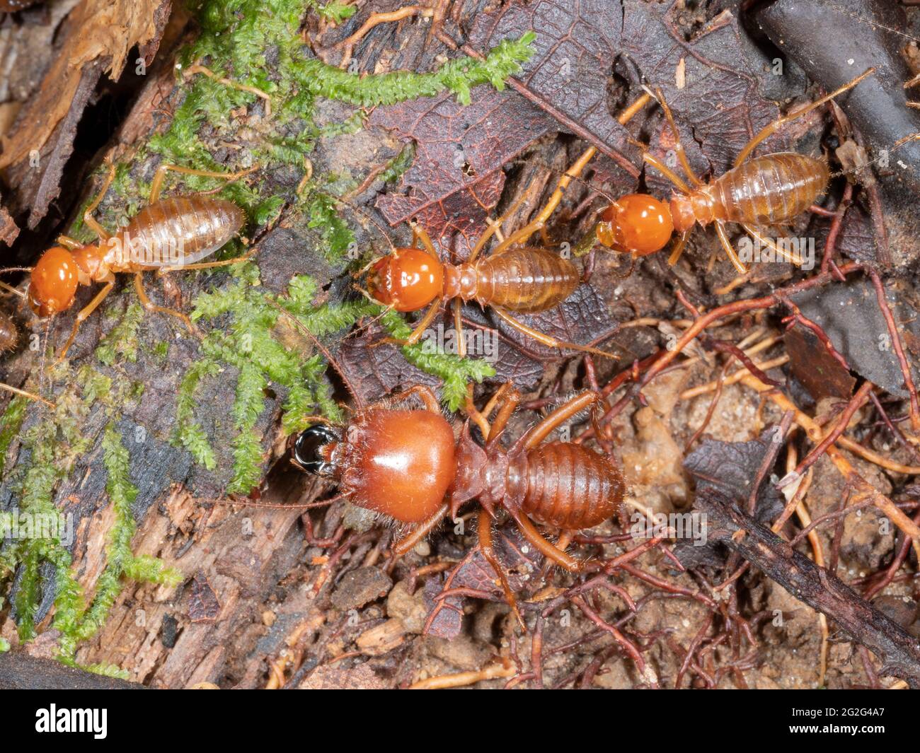 Giant Termites (Macrotermes sp.) on the rainforest floor, Napo province ...