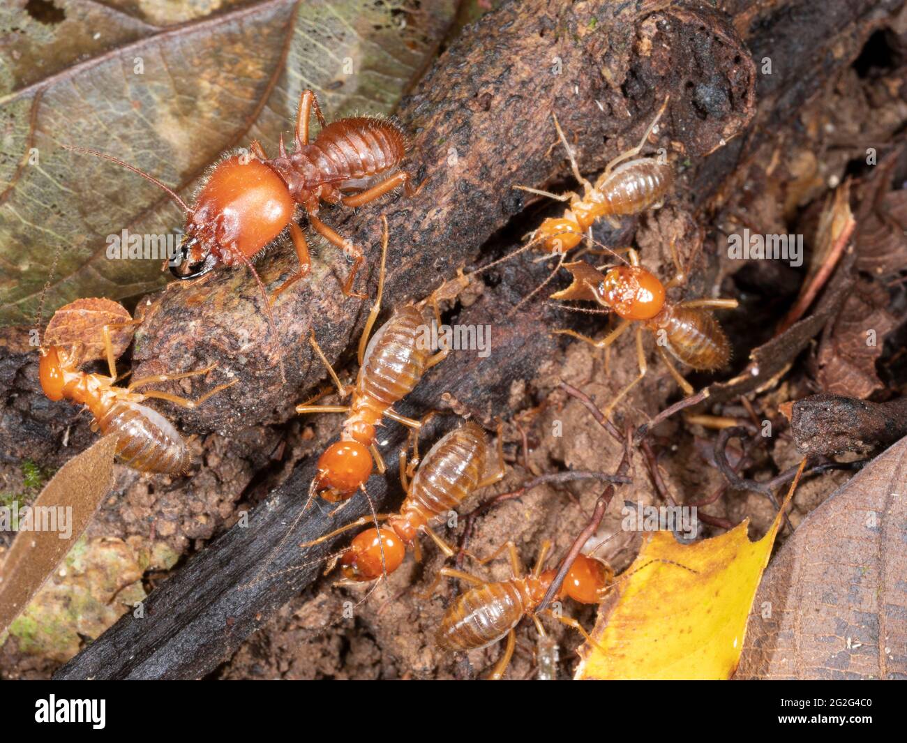 Giant Termites (Macrotermes sp.) on the rainforest floor, Napo province ...