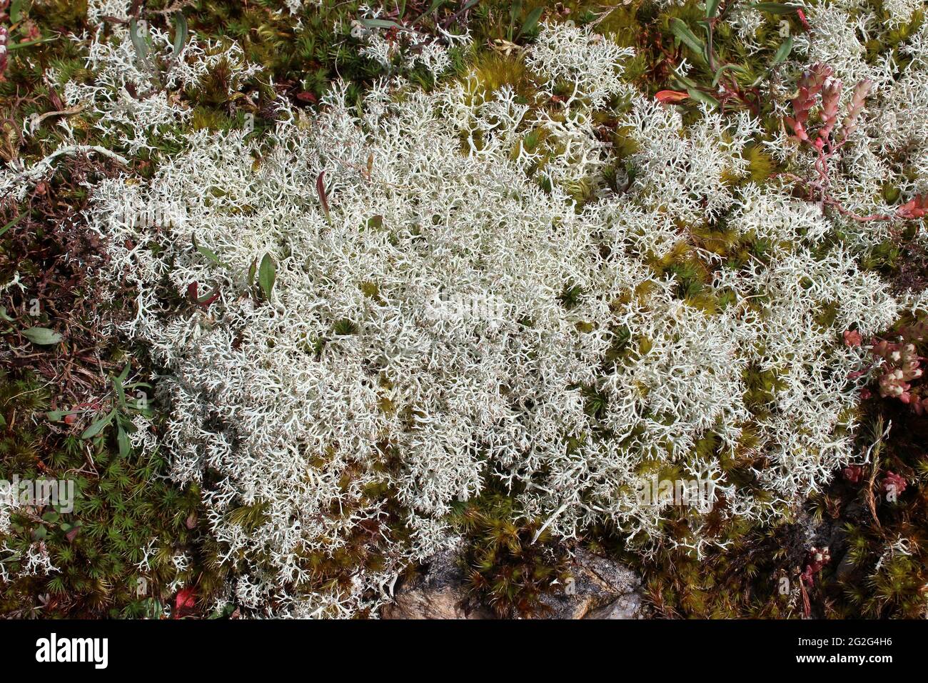 Reindeer Lichen a.k.a. Reindeer Moss Cladonia portentosa Stock Photo ...
