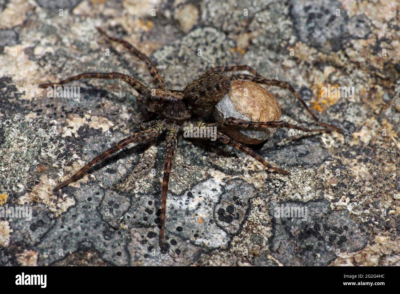 Wolf Spider Pardosa sp. female carrying egg case Stock Photo - Alamy