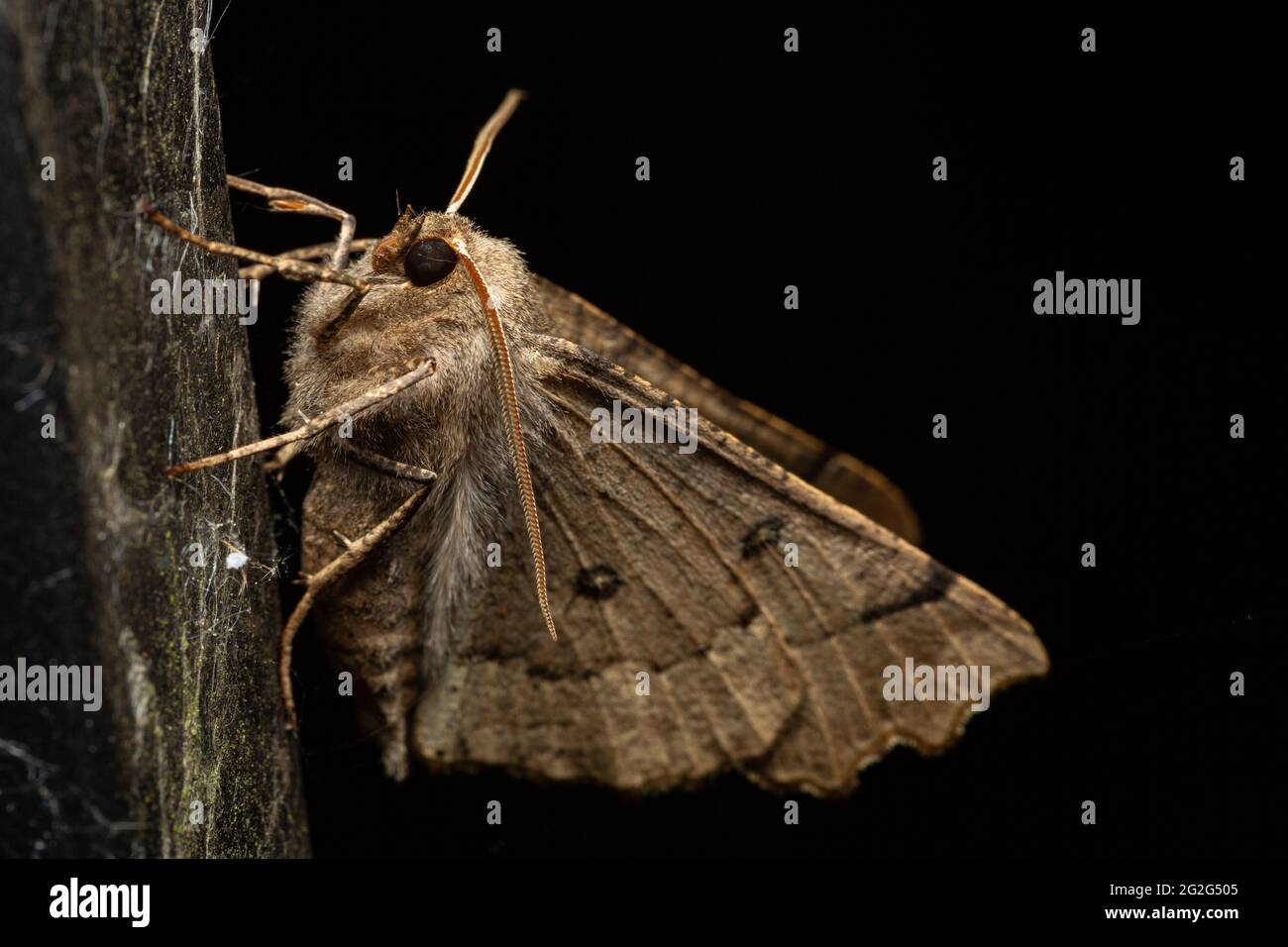 Moth antenna hi-res stock photography and images - Alamy