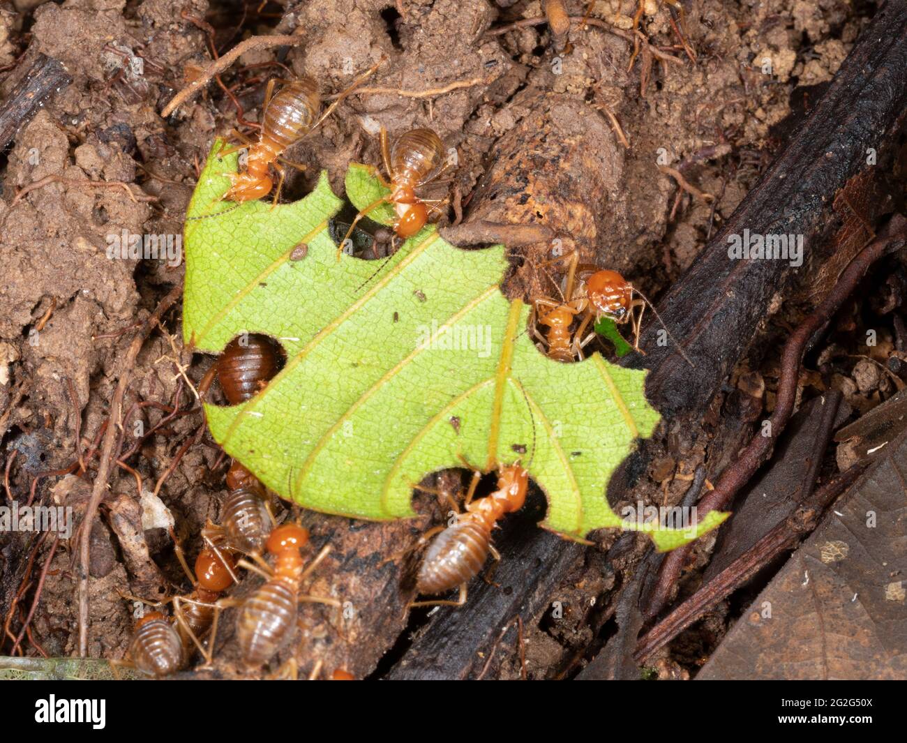Giant Termites (Macrotermes sp.) on the rainforest floor, Napo province ...