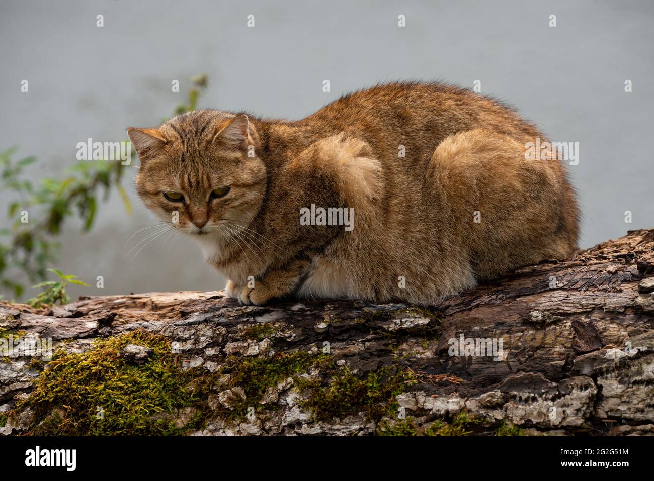 Cat sits on a log Stock Photo - Alamy