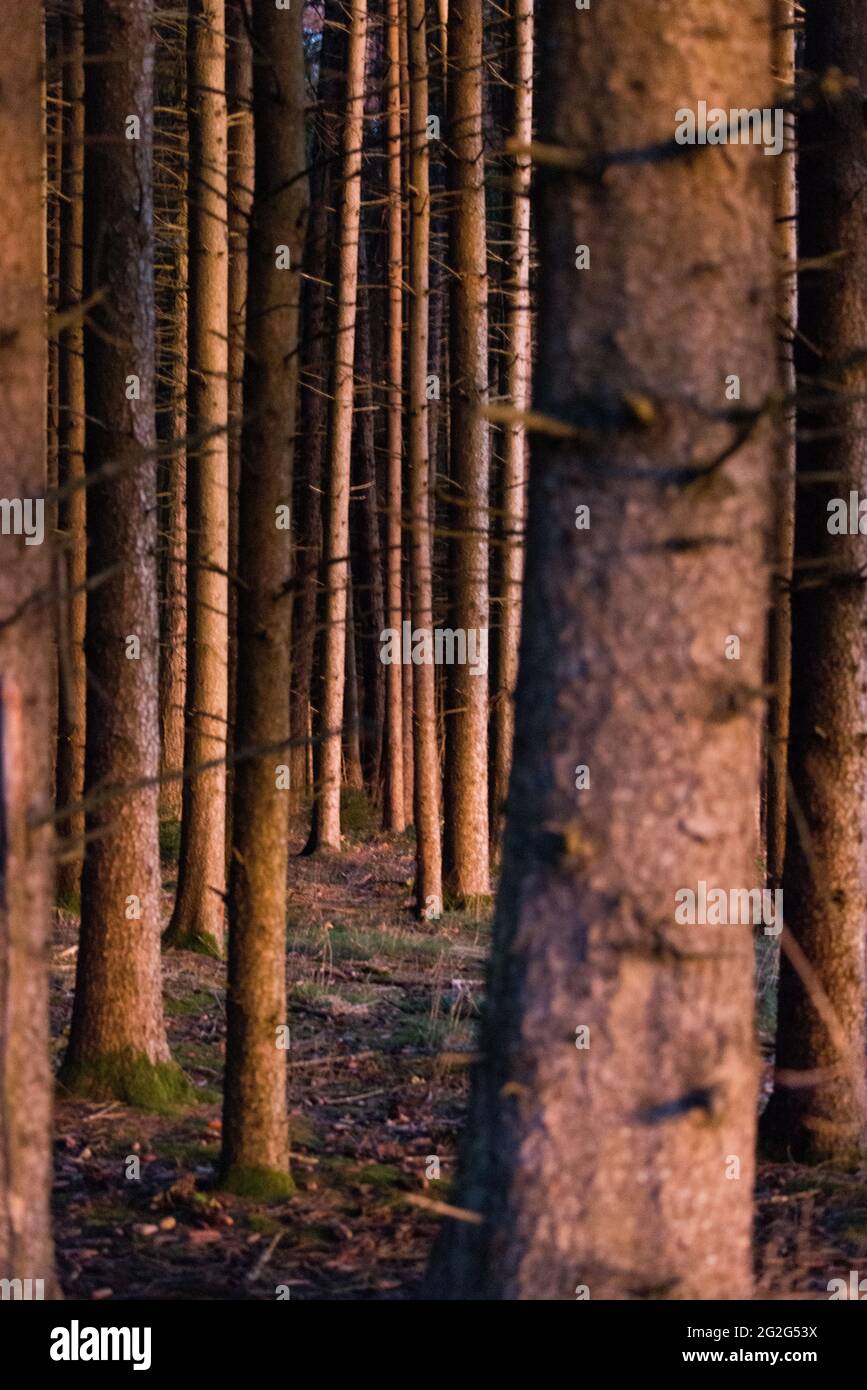 Forest, forest, tree trunks Stock Photo - Alamy