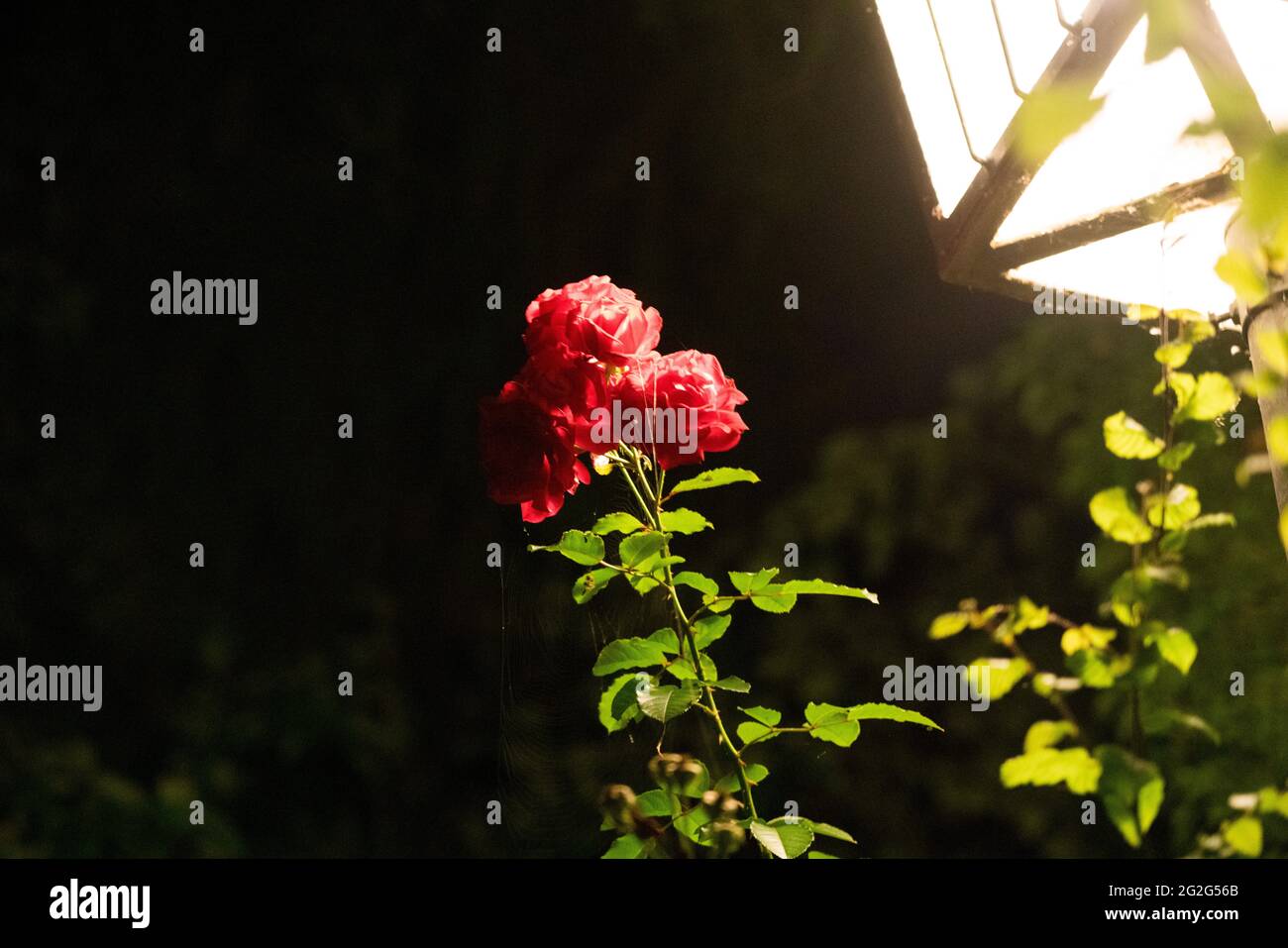 Rose night light hi-res stock photography and images - Alamy