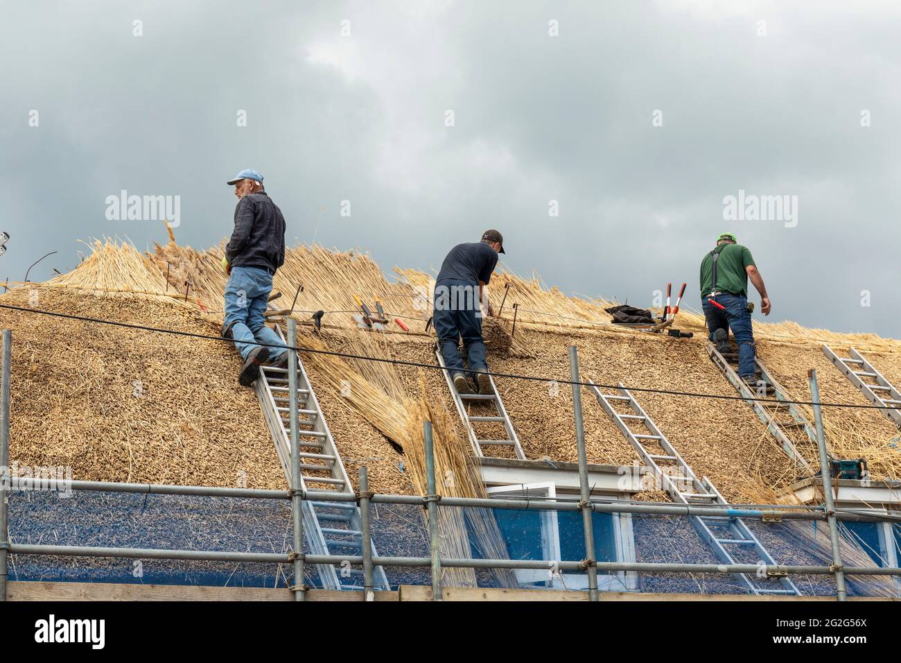 Three thatcher's thatching a thatched roof in West Bay, Dorset, England ...