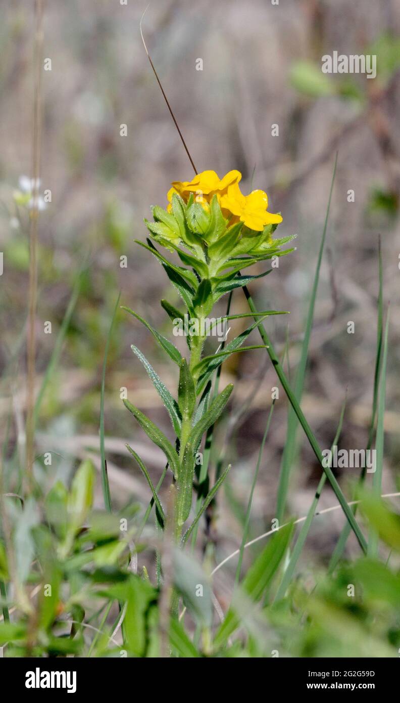 Hoary Puccoon, or Hairy Puccoon, Lithospermum canescens, native ... Hoary Puccoon, or Hairy Puccoon, Lithospermum canescens, native ...