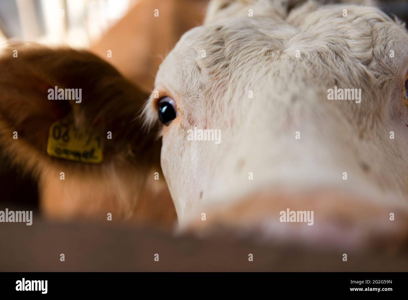 Animal stabling hi-res stock photography and images - Alamy