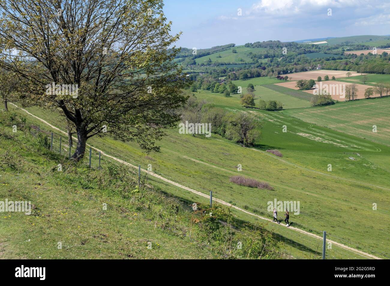 Findon tree hi-res stock photography and images - Alamy