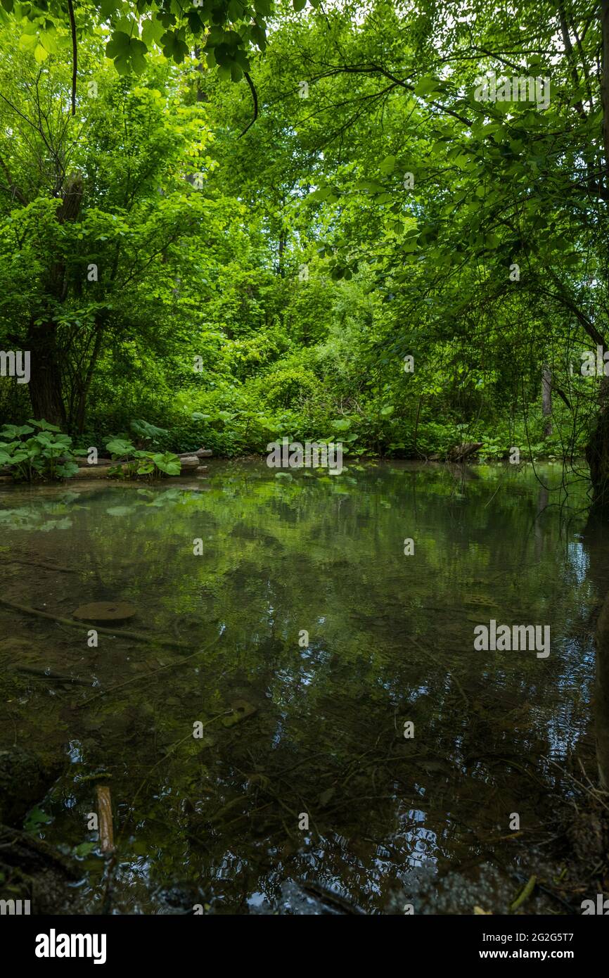 Forest pond with reflection Stock Photo - Alamy