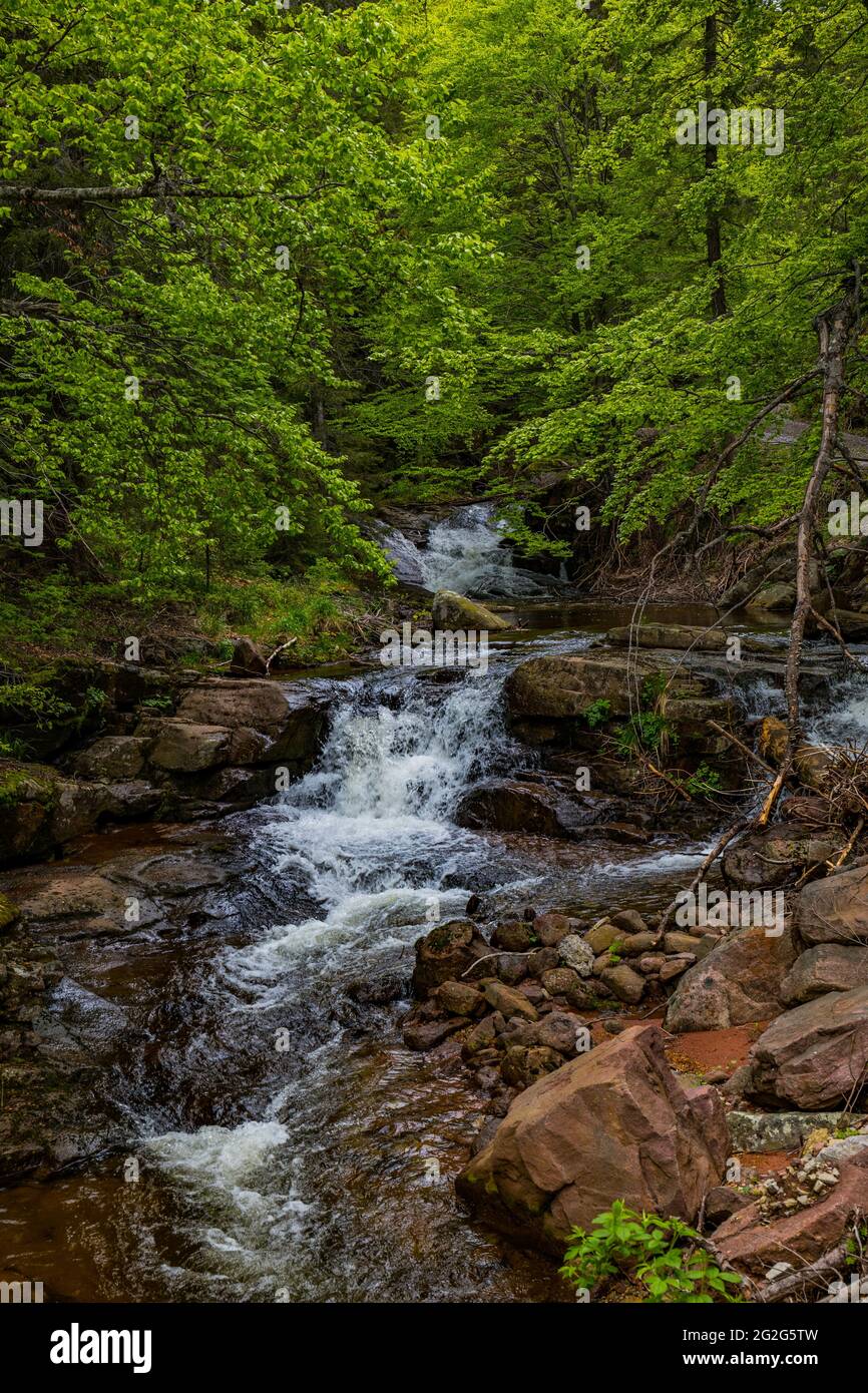 Beautiful forest stream Stock Photo - Alamy