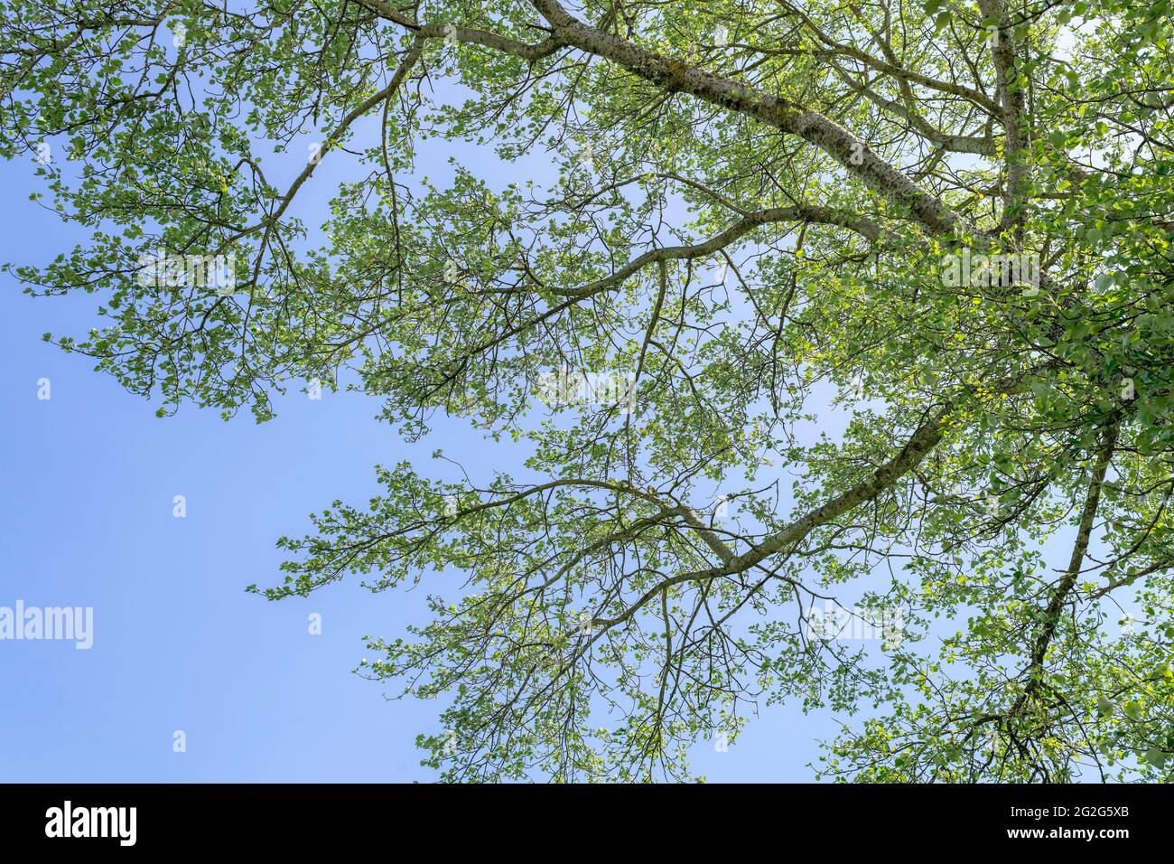 Look up the trees in woodland Stock Photo - Alamy