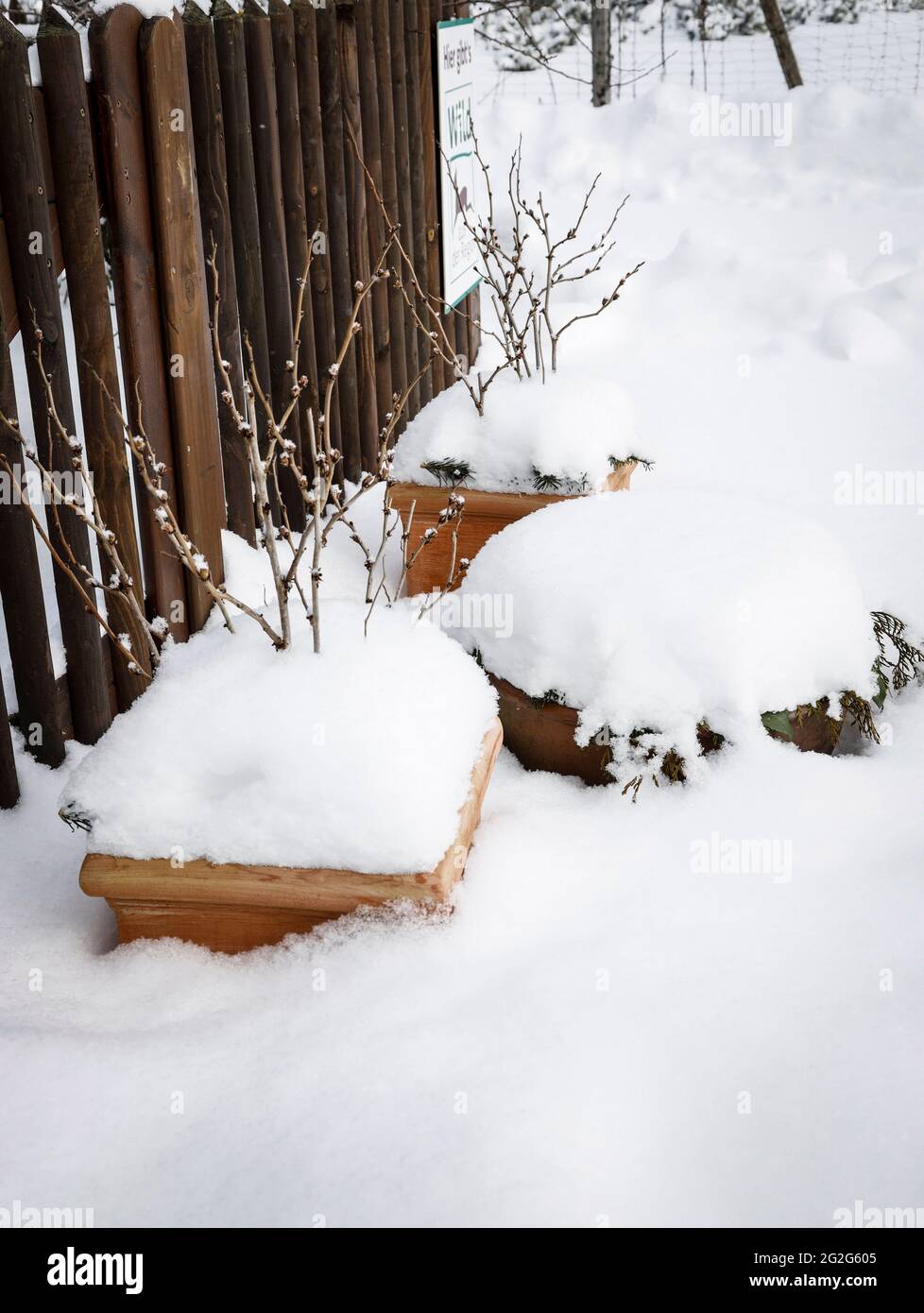 Clay pots with plants in the snow in front of the hunter fence Stock ...