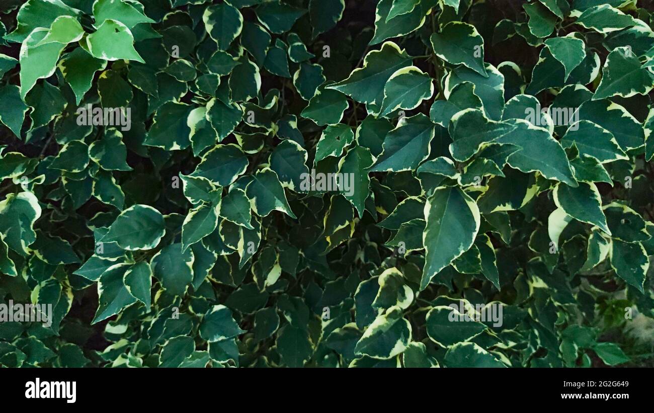 Ficus benjamina golden king hi-res stock photography and images - Alamy