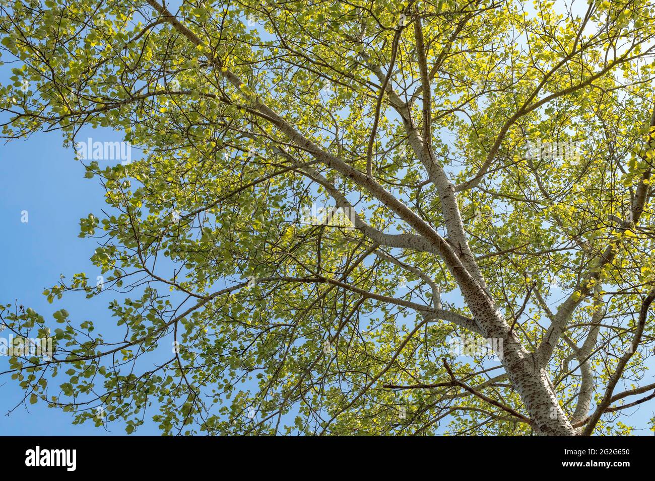 Look up the trees in woodland Stock Photo - Alamy