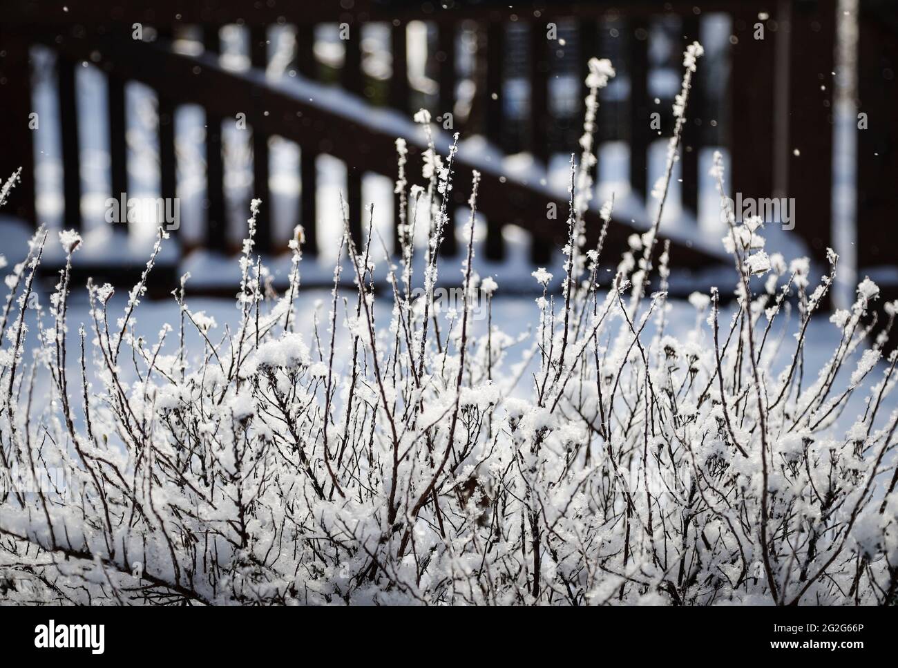 Hunter in snow hi-res stock photography and images - Alamy