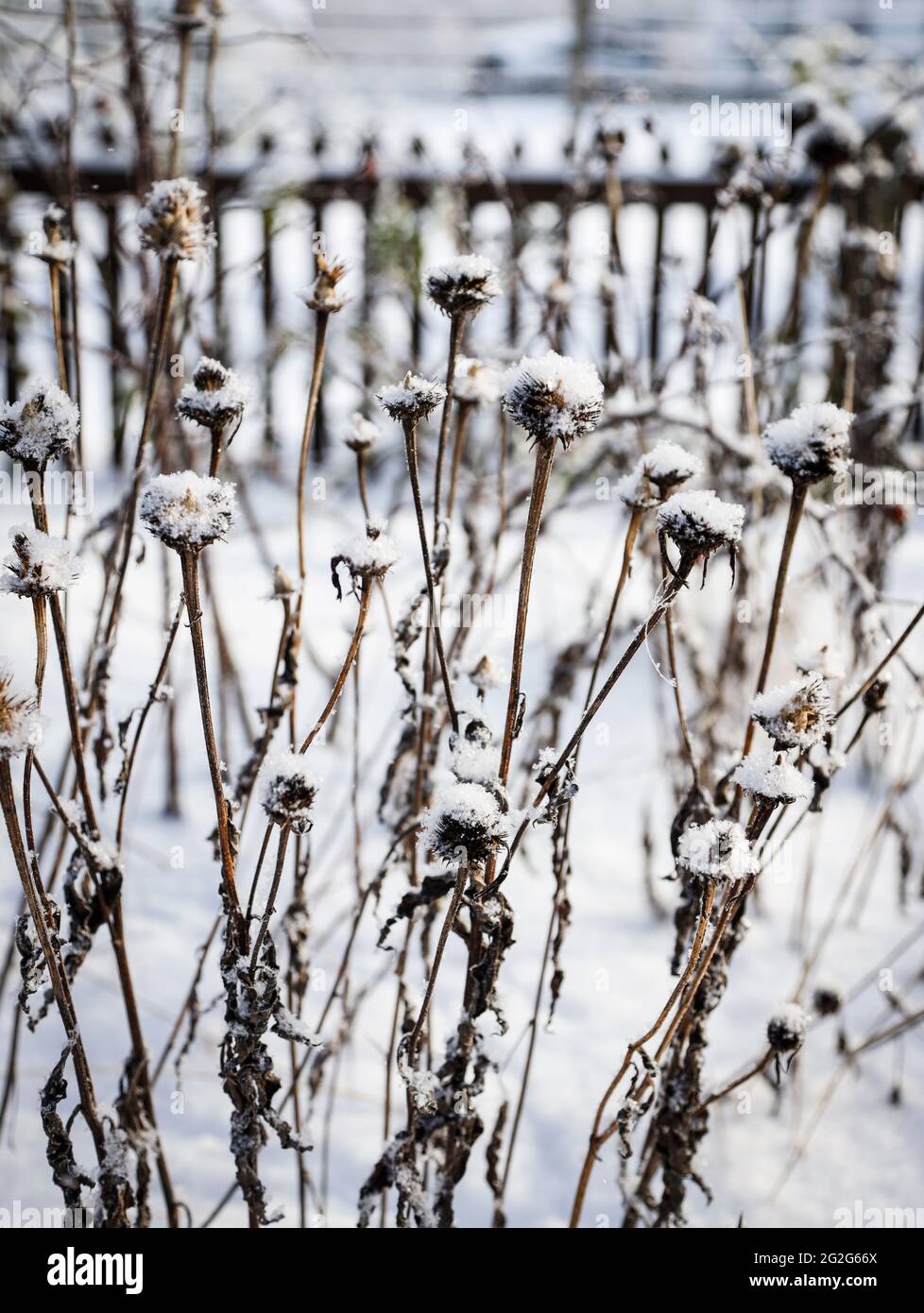 Echinacea winter hi-res stock photography and images - Alamy