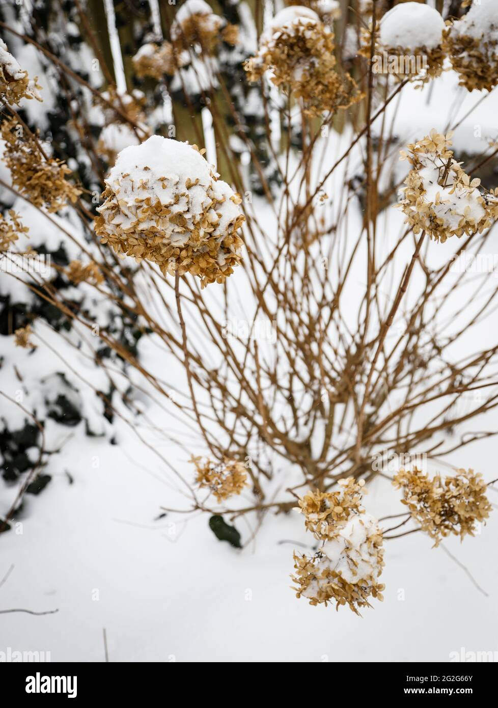 Winter hydrangeas hi-res stock photography and images - Alamy