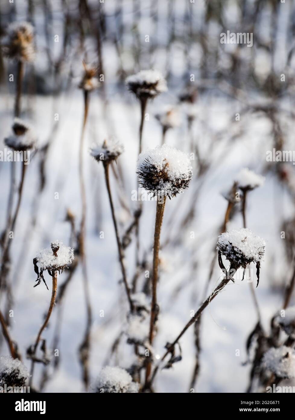 Echinacea winter hi-res stock photography and images - Alamy