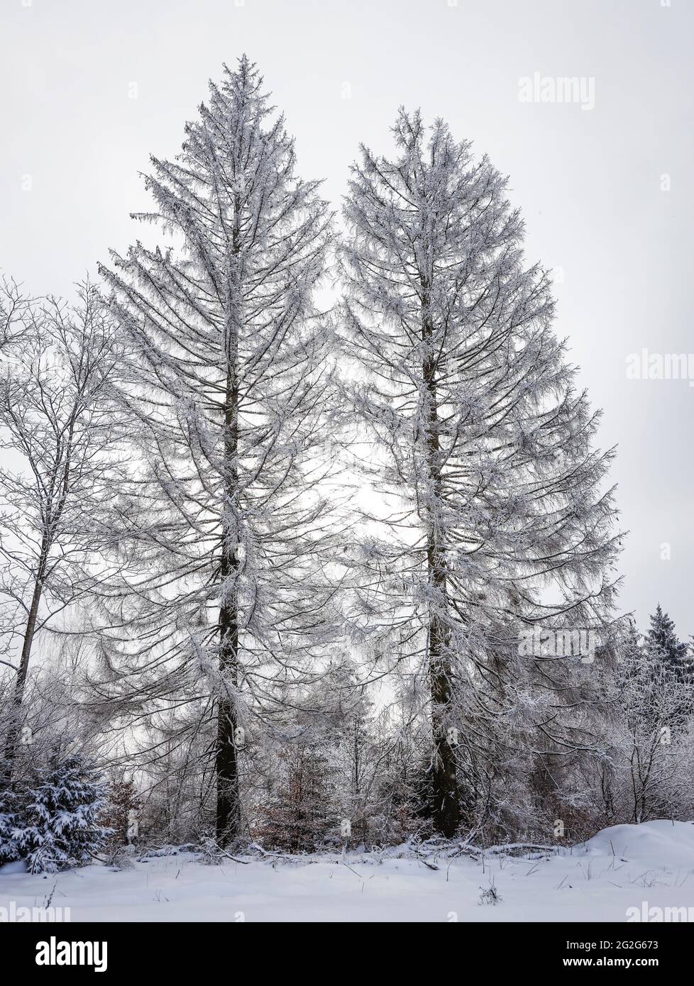 Dead trees snow hi-res stock photography and images - Alamy