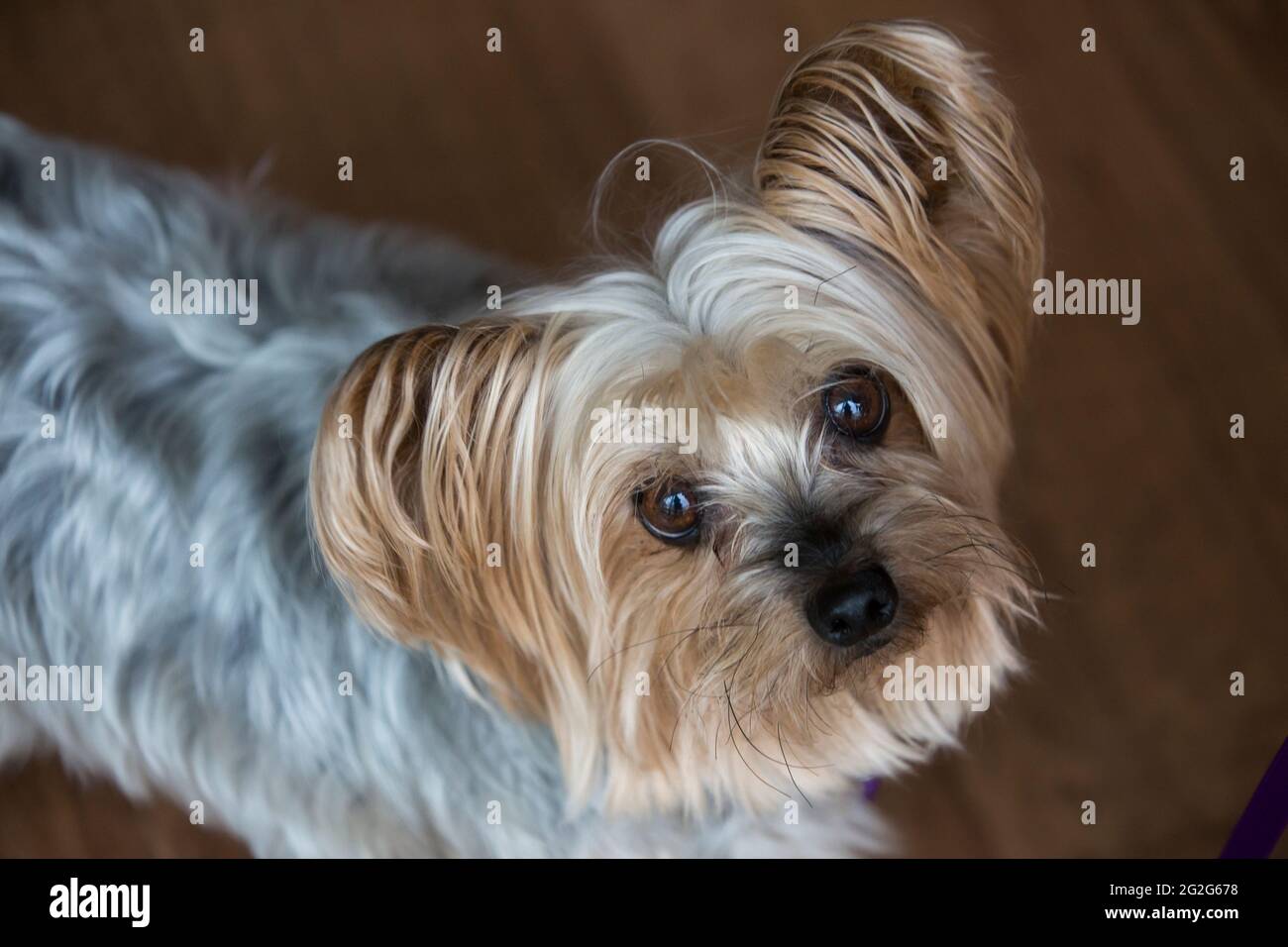 Long haired yorkshire terrier hi-res stock photography and images - Alamy