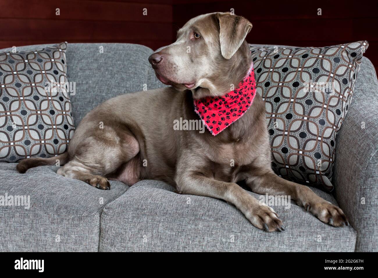 A silver labrador retriever with red kerchief lies on gray couch Stock ...