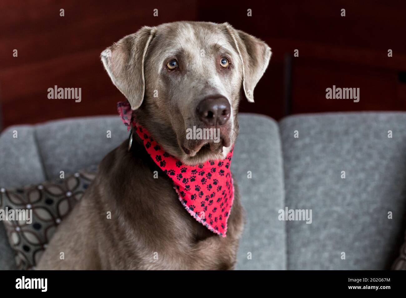 Silver labrador retriever hi-res stock photography and images - Alamy