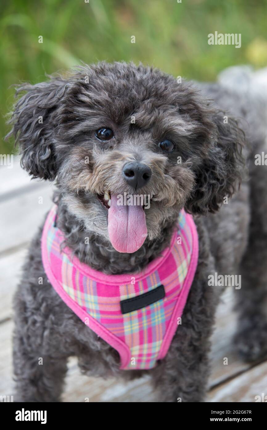 Portrait of a toy poodle outdoors with tongue hanging out Stock Photo ...