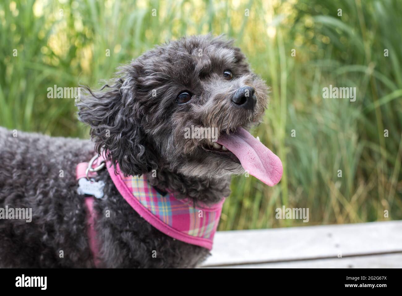 Portrait of a toy poodle outdoors with tongue hanging out Stock Photo ...