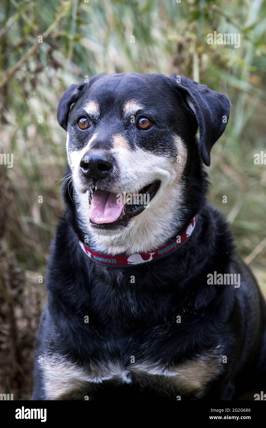 What Is A Rottweiler Mixed With