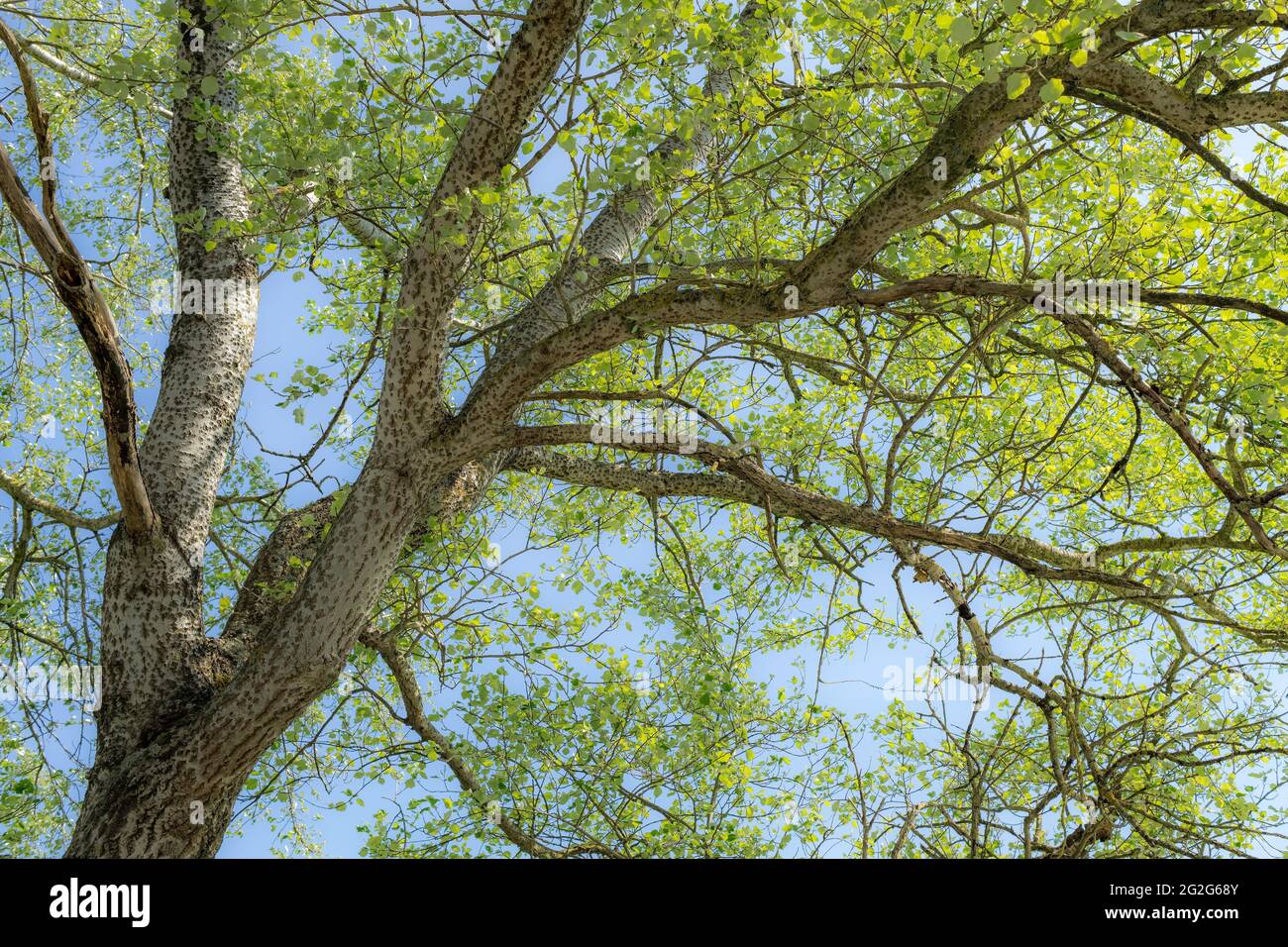 Look up the trees in woodland Stock Photo - Alamy