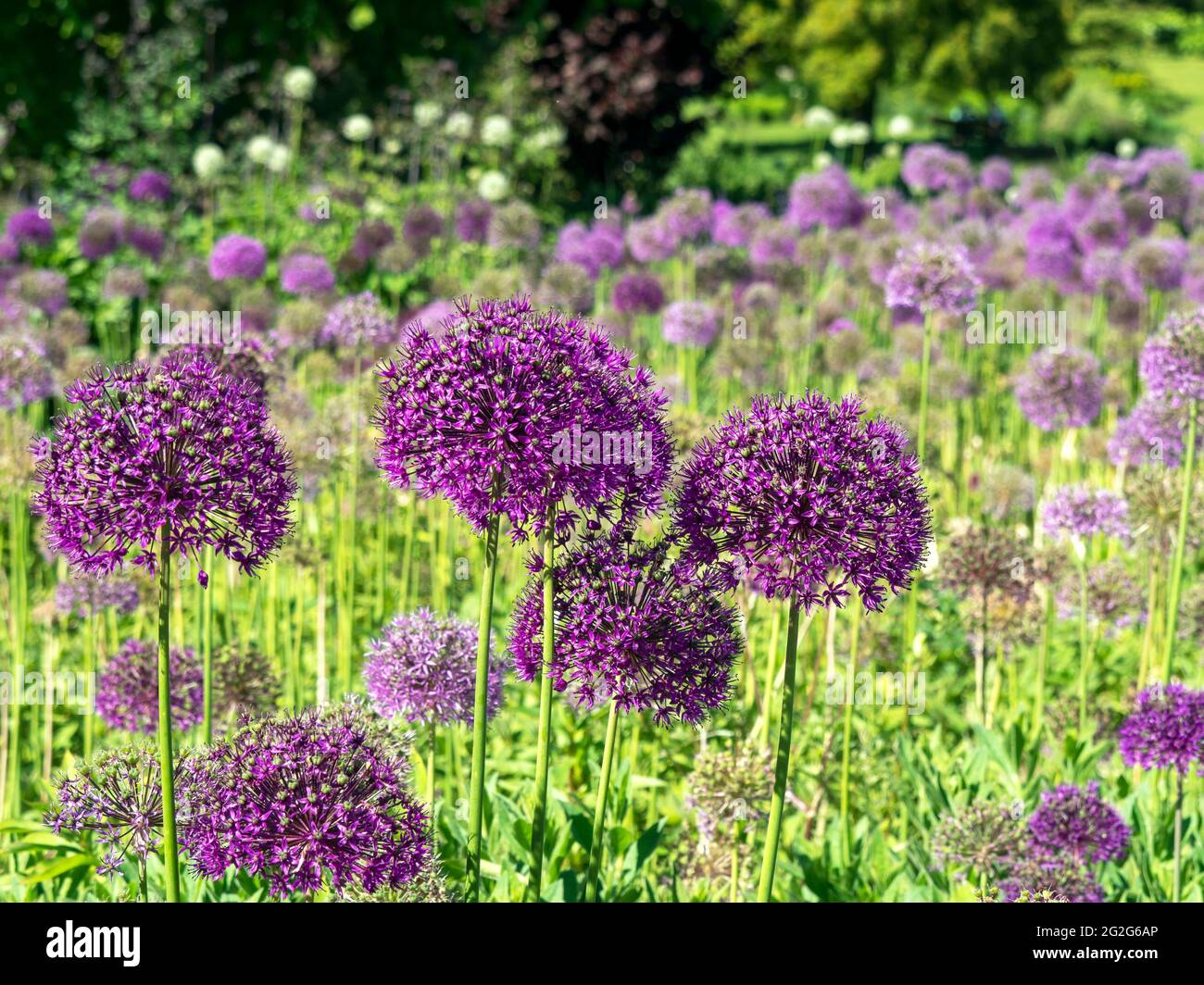 Alliums summer hi-res stock photography and images - Alamy