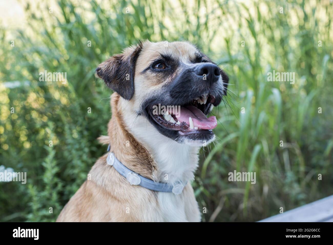 A close-up portrait of mixed-breed short-haired dog in grassy area ...