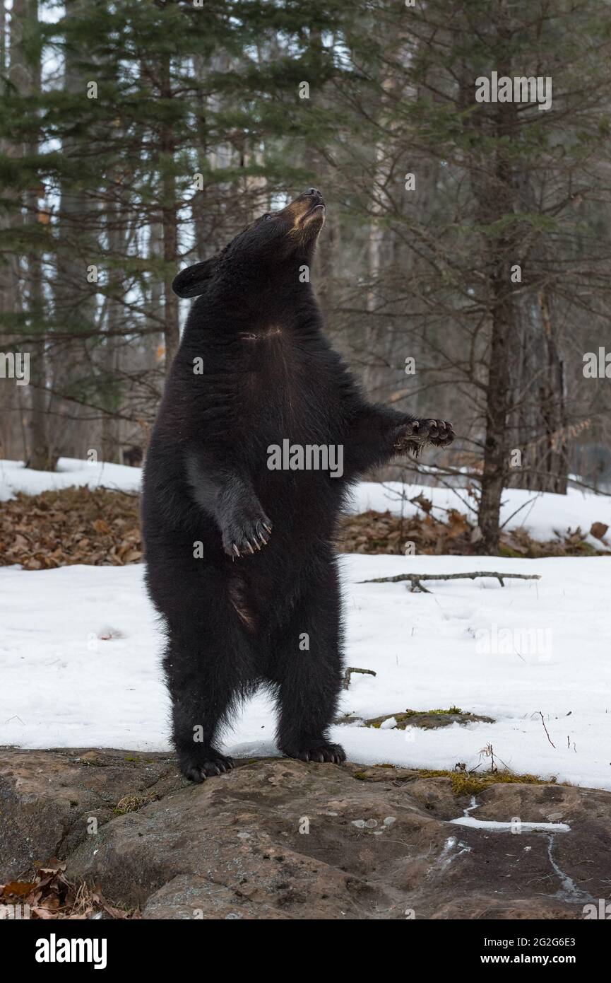 Stand stands back legs hi-res stock photography and images - Alamy