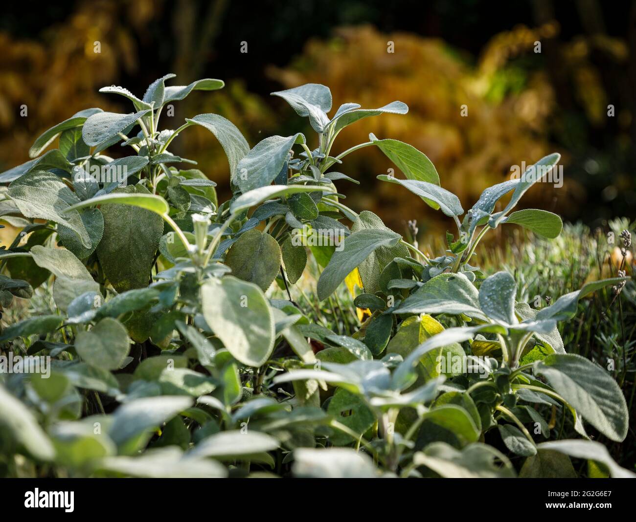 Sage sound hi-res stock photography and images - Alamy