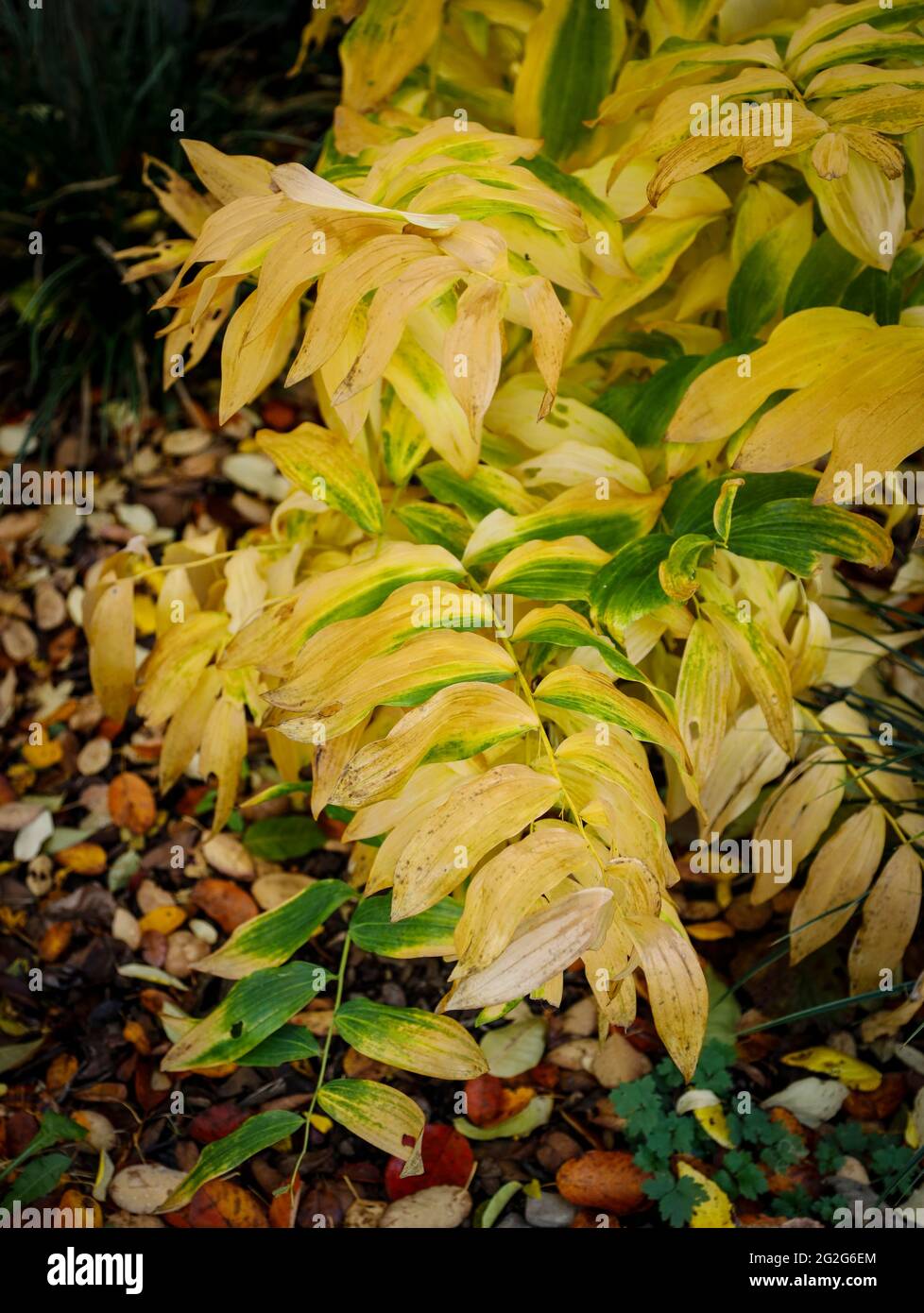 Autumn leaves from the giant lily of the valley Stock Photo - Alamy
