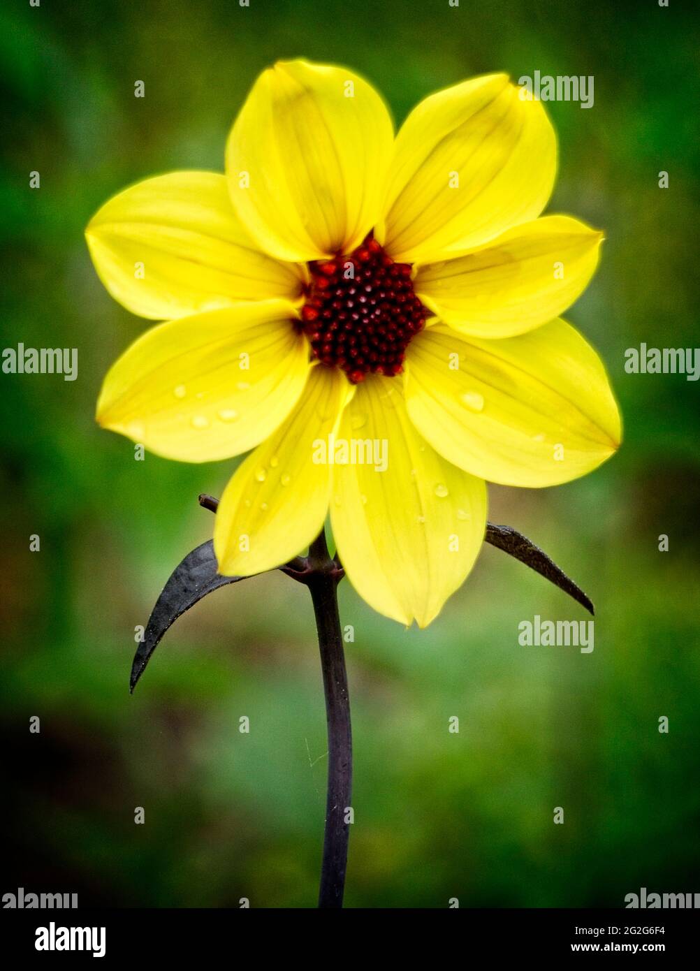 Riley park calgary hi-res stock photography and images - Alamy