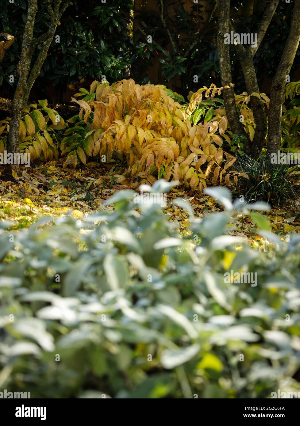 Autumn leaves from the giant lily of the valley Stock Photo - Alamy