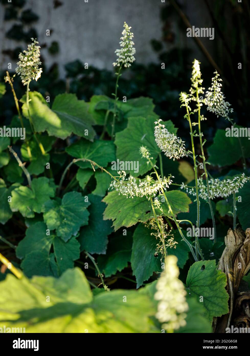 Silver bells hi-res stock photography and images - Alamy