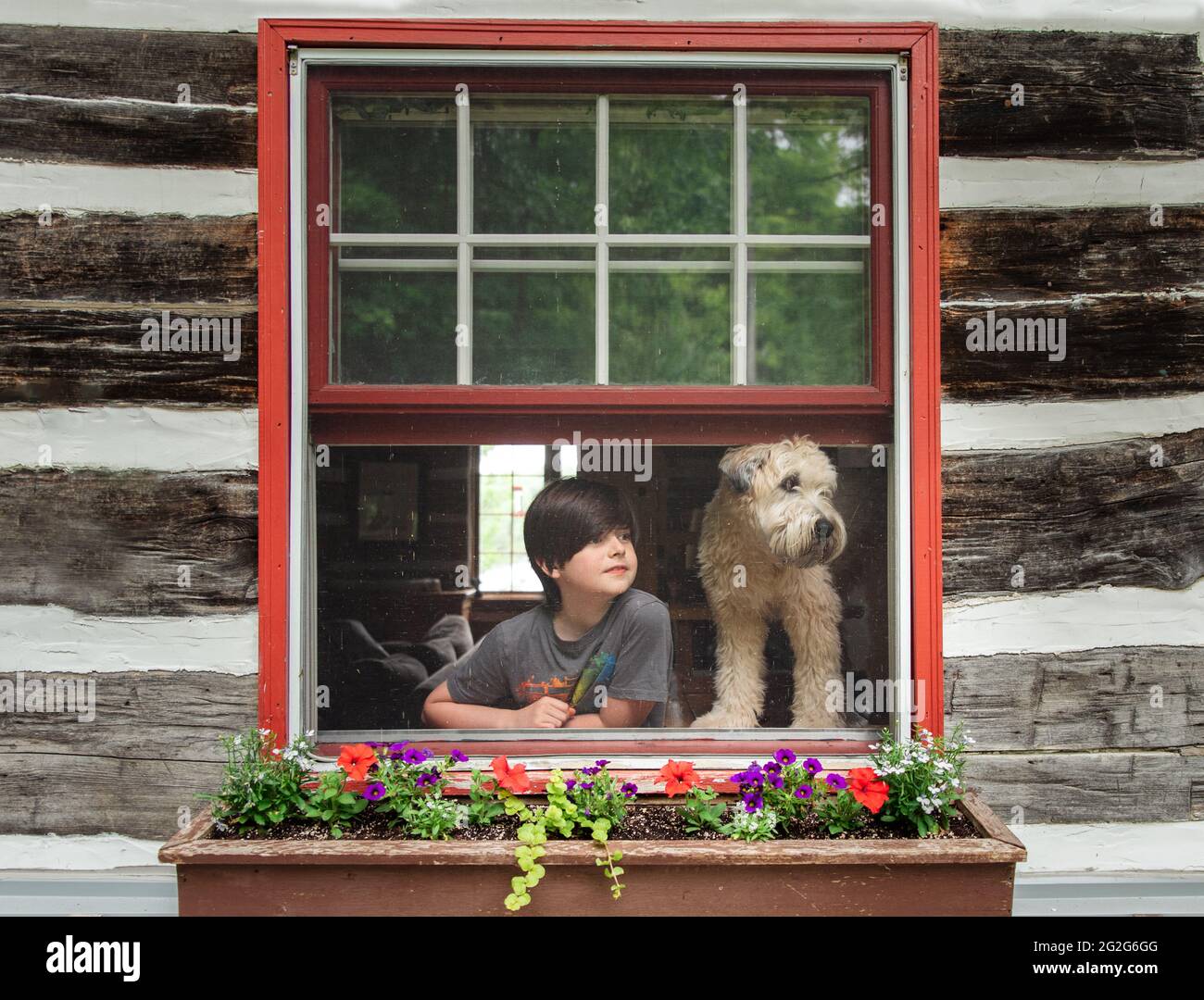 Boy and dog looking out open window of log cabin on summer day Stock ...