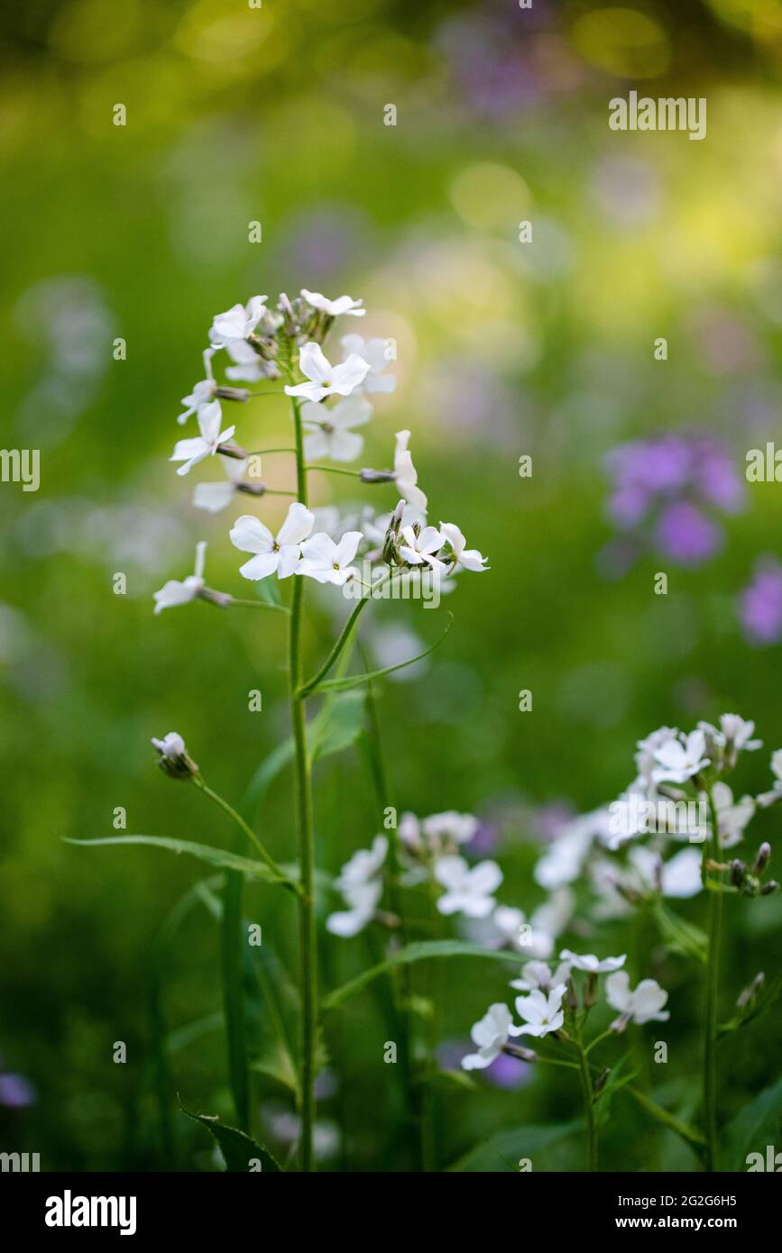 Field of white flowers hi-res stock photography and images - Alamy