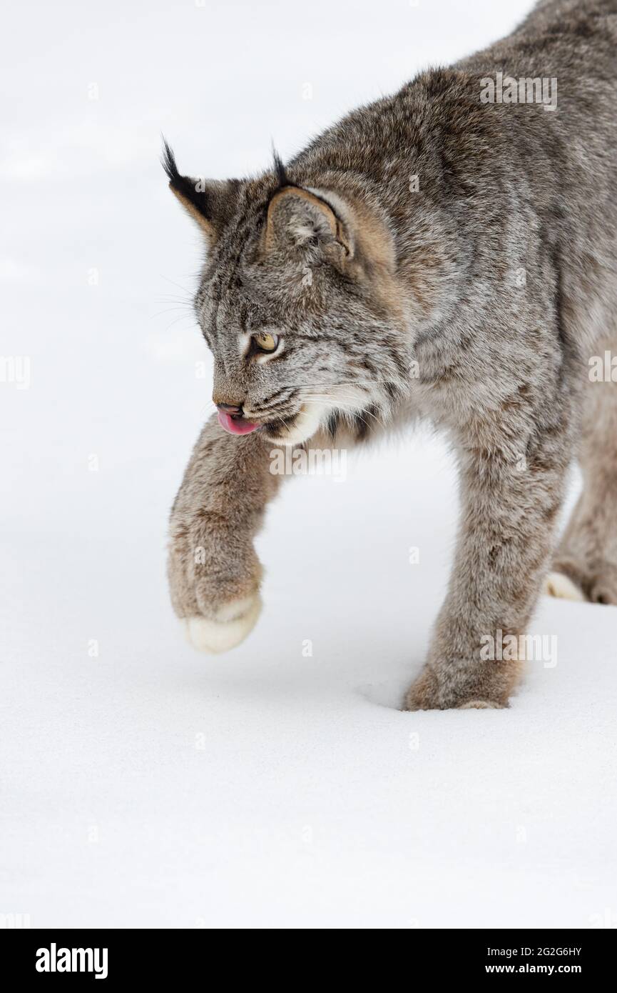 Canadian Lynx (Lynx canadensis) Steps Left Paw Up Tongue Out Winter ...
