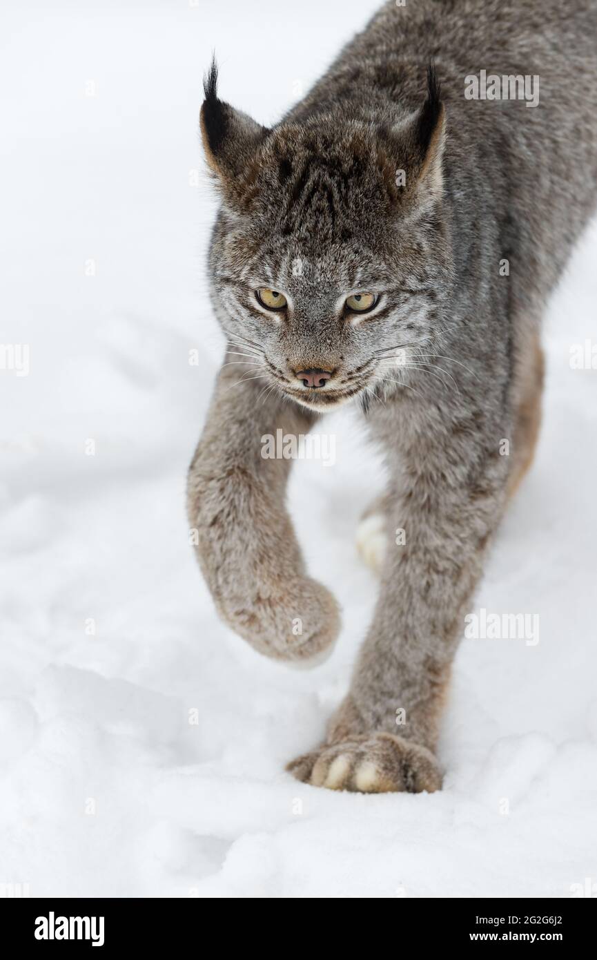 Canadian Lynx (Lynx canadensis) Steps Forward Ears to Sides Winter ...