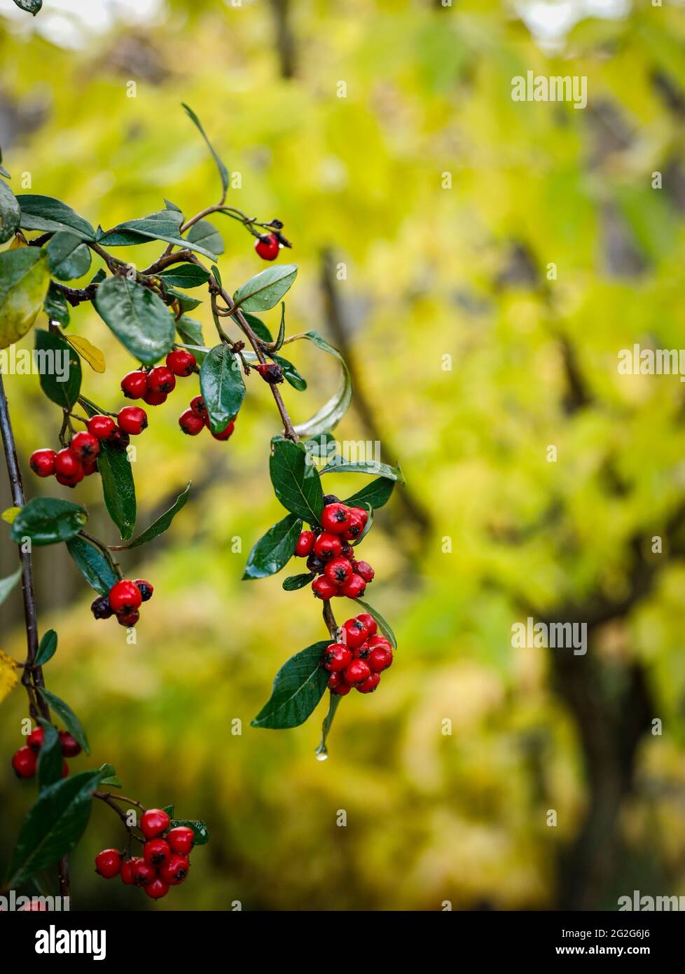 Berries in garden bush hi-res stock photography and images - Alamy