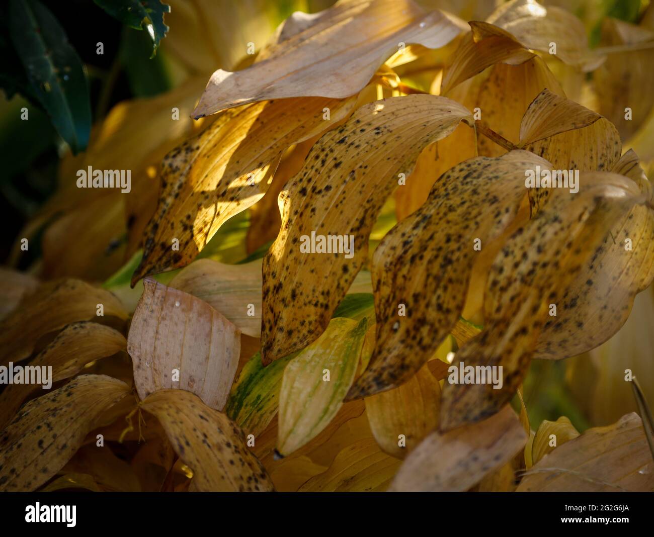Autumn leaves from the giant lily of the valley Stock Photo - Alamy