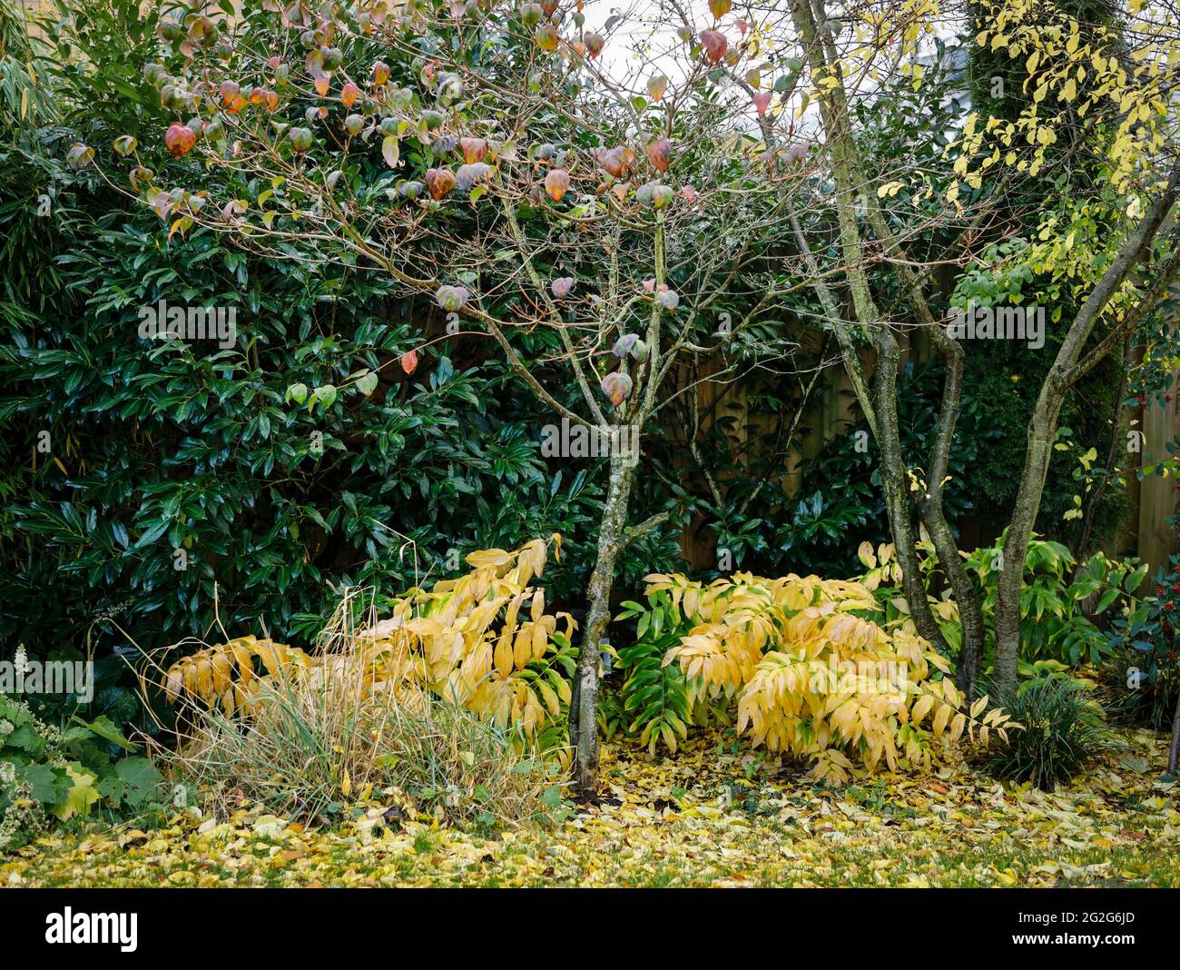 Autumn leaves from the giant lily of the valley Stock Photo - Alamy