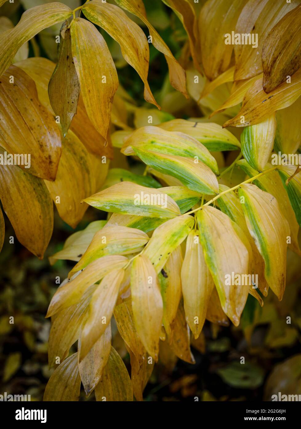 Autumn leaves from the giant lily of the valley Stock Photo - Alamy